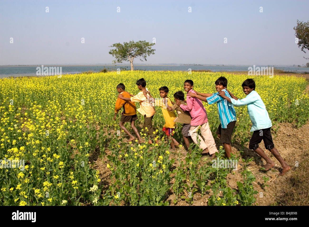 Village boys running and playing in a mustard field at a remote village ...