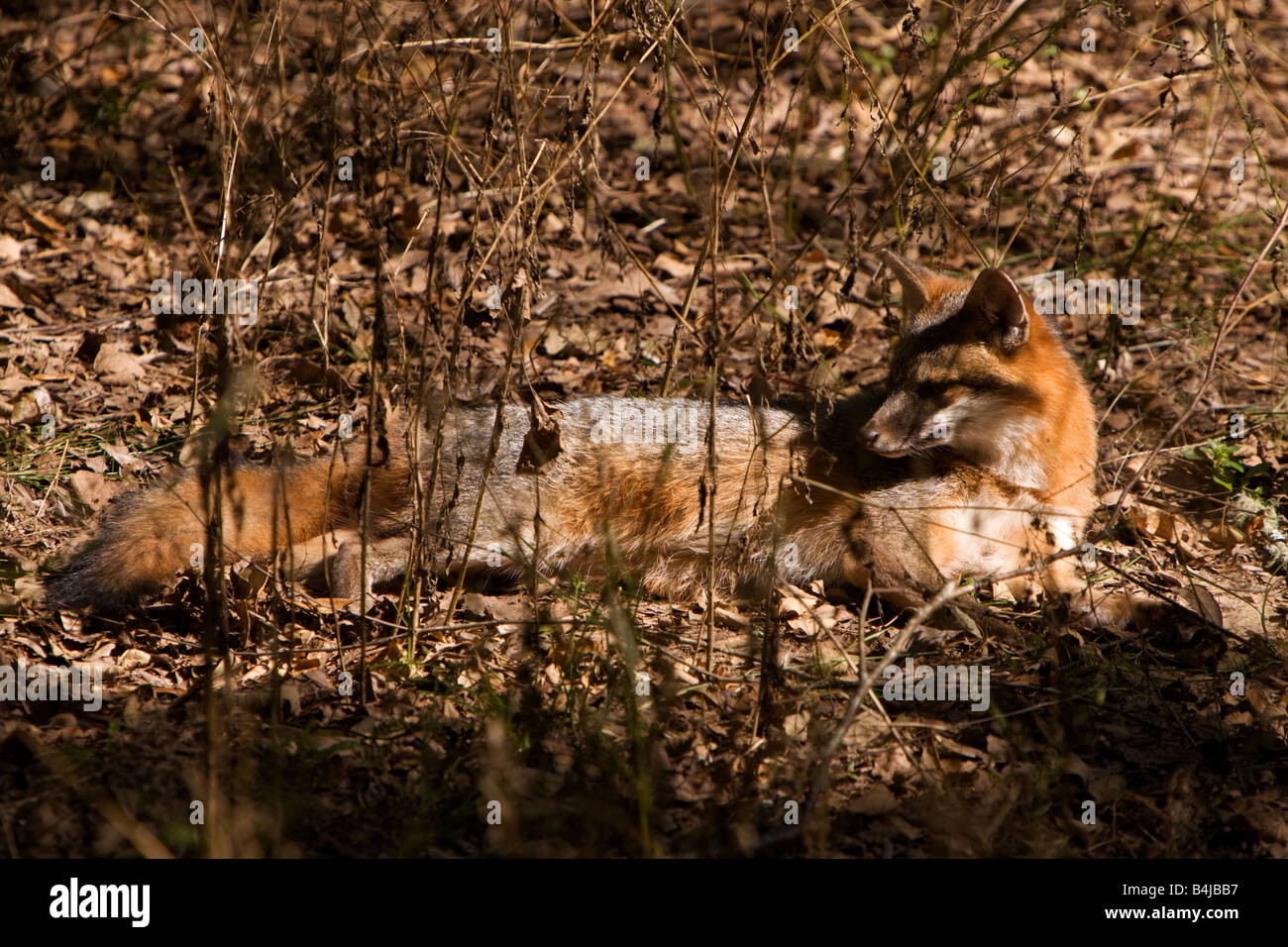 A grey fox lies semi-hidden in brush in South Carolina Stock Photo - Alamy