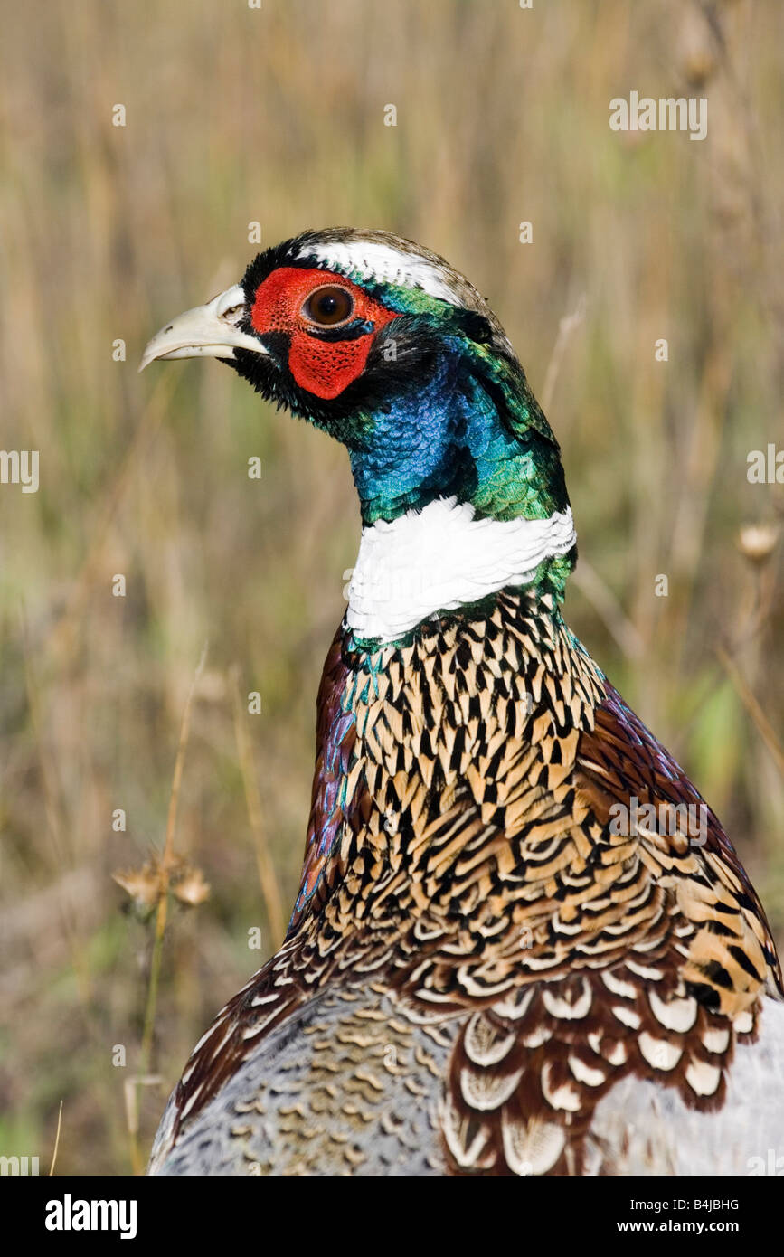 Ring-necked Pheasant Phasianus colchicus Stock Photo - Alamy