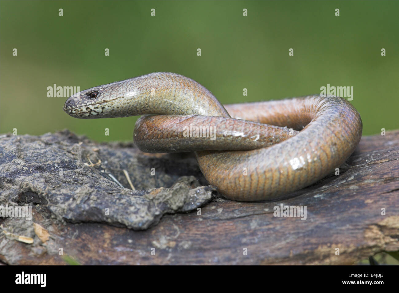 Slow Worm Anguis fragilis coiled up on log in Weston-Super-Mare ...