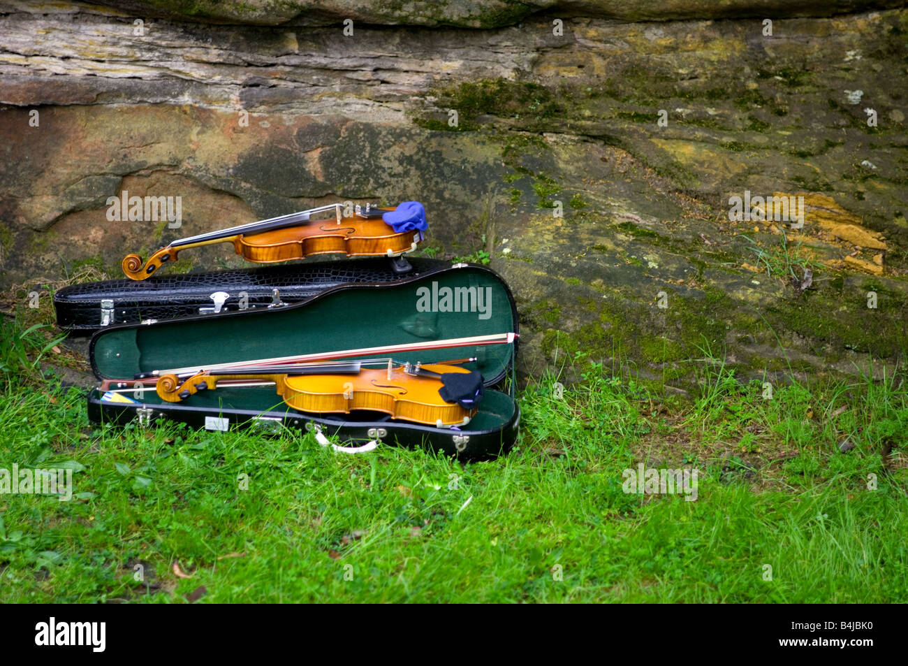 Violins in the bush Stock Photo - Alamy