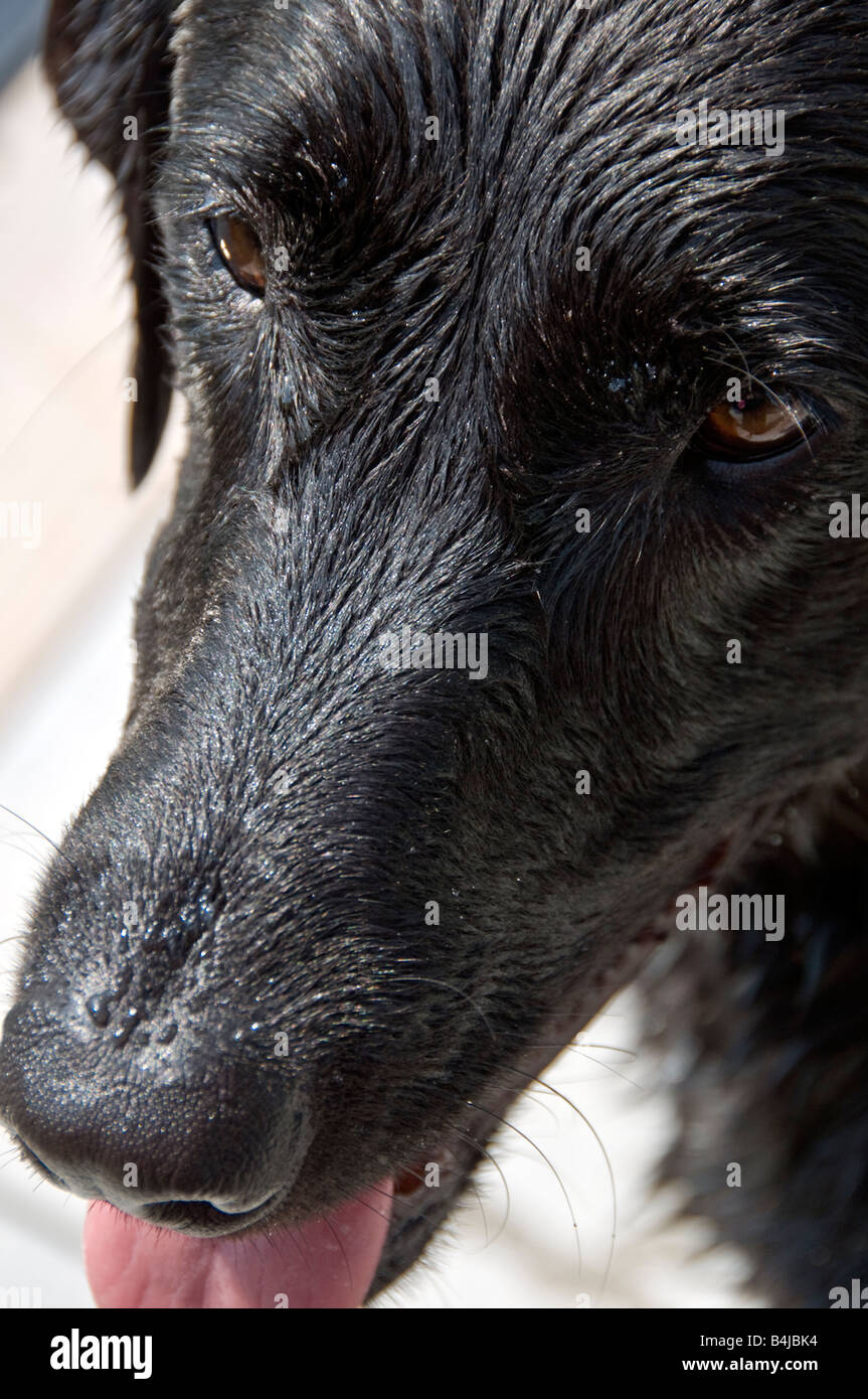 A closeup of a wet Black Labrador Retriever panting in anticipation of ...
