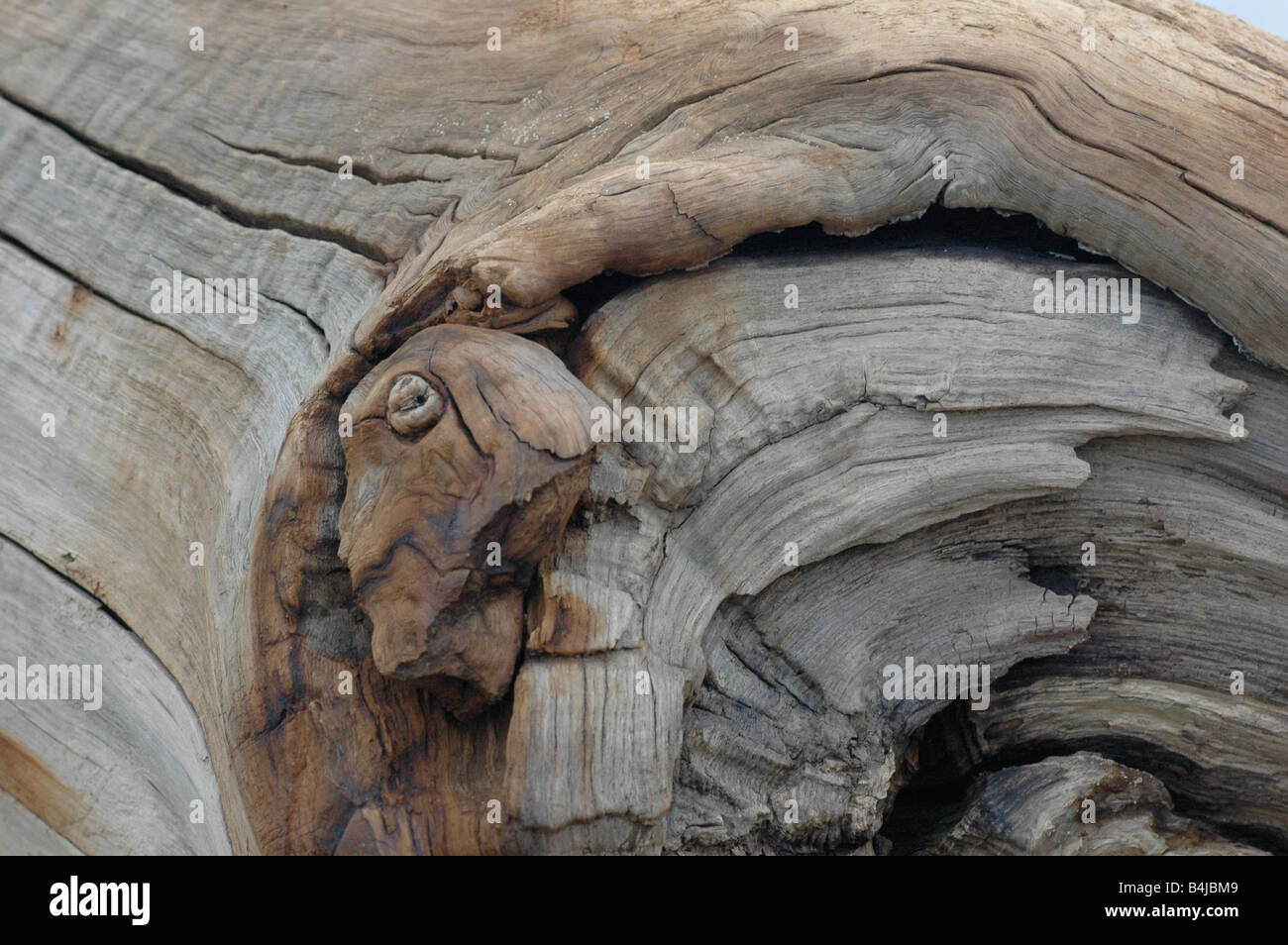 Wood decay process hi-res stock photography and images - Alamy