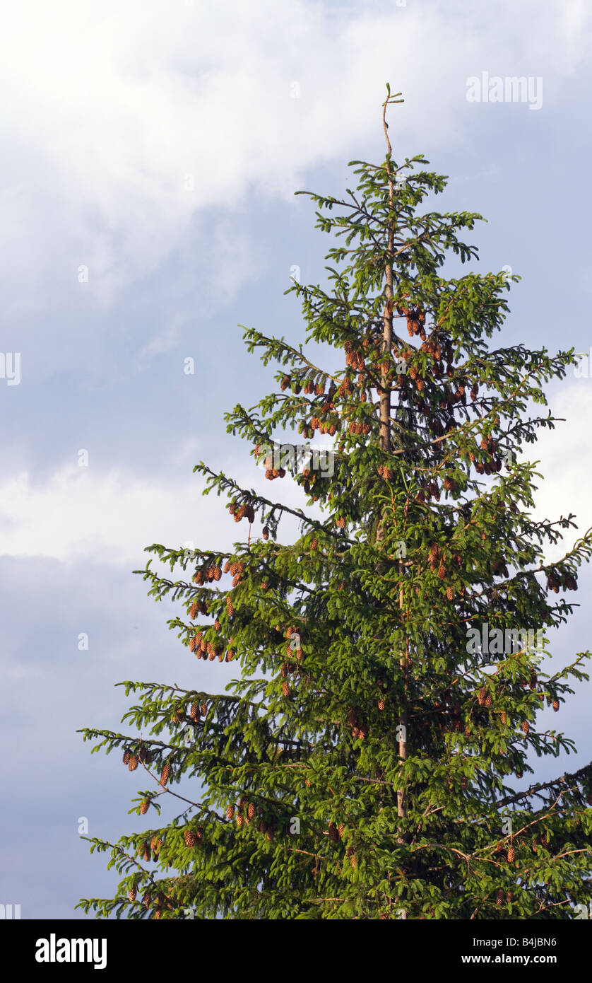 Fir tree top with cones on overcast sky background Stock Photo - Alamy