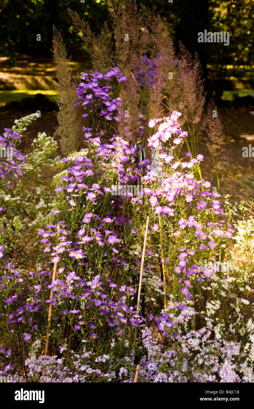 Violet flower plant in garden Stock Photo - Alamy
