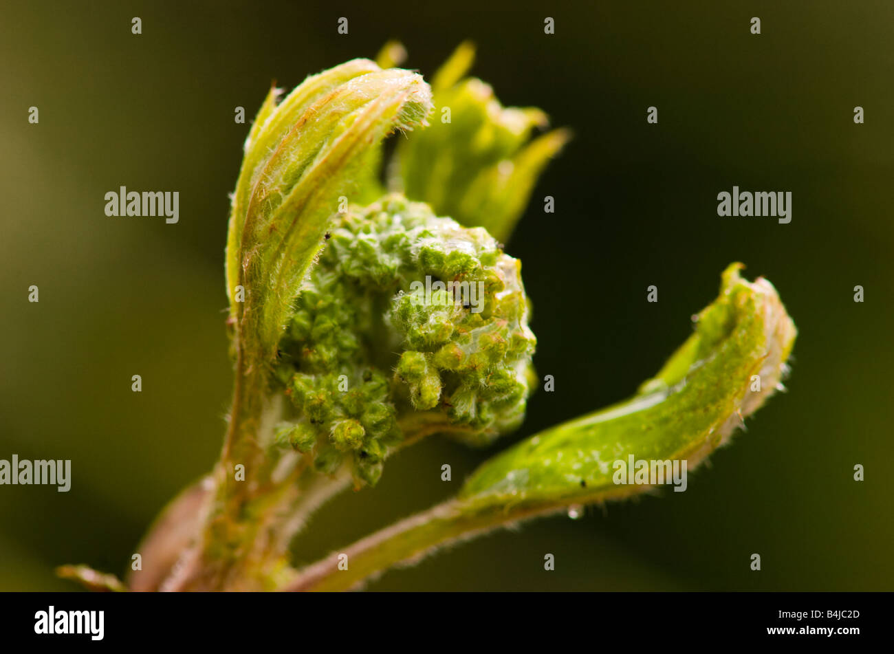 Sorbus aucuparia, rowan tree, spring, bud, flower Stock Photo - Alamy