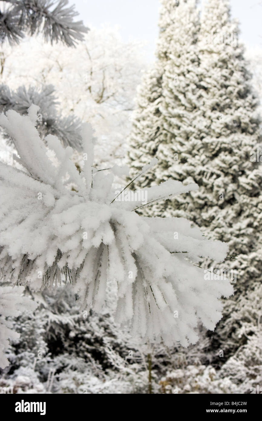 Thin layer of snow covering every needle of a tree branch Stock Photo ...