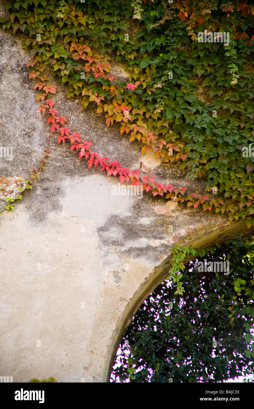 Ivy arch isolated hi-res stock photography and images - Alamy