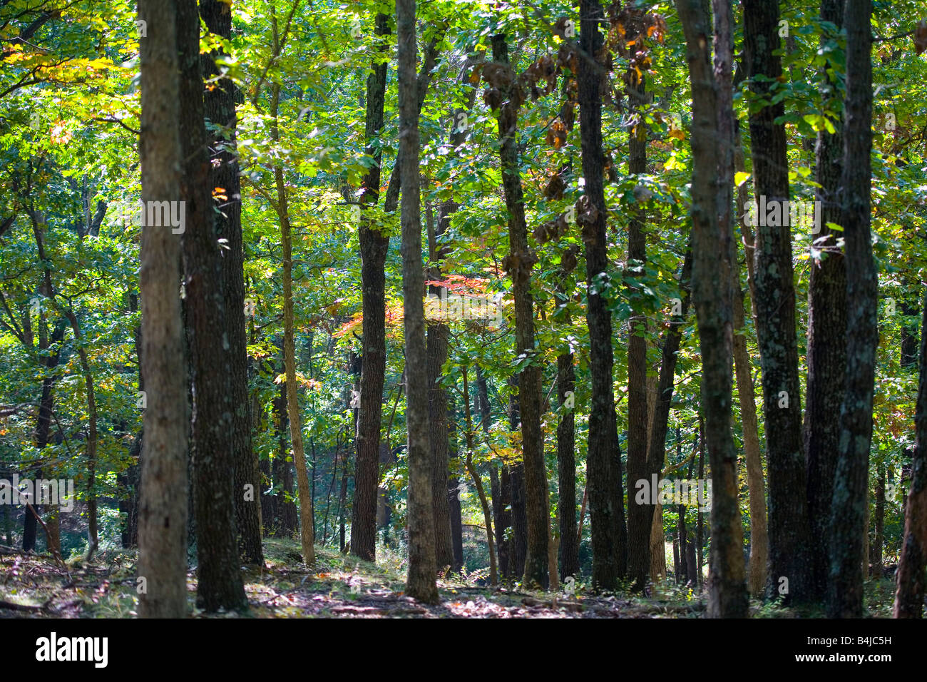 Early Fall in the Forest Stock Photo - Alamy