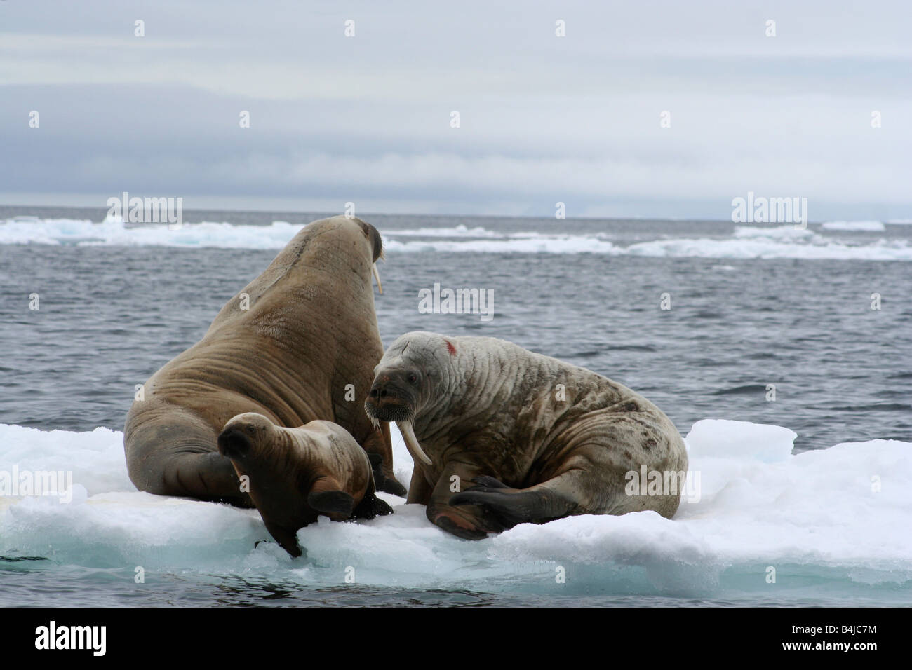 A Walrus family clinging to a small Iceberg as the ice flow moves south ...