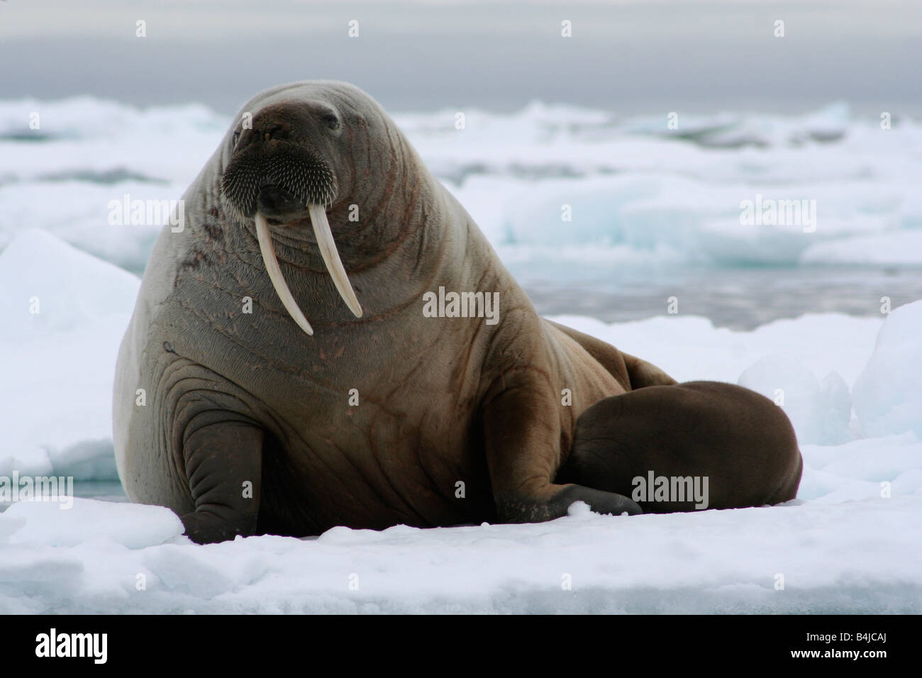 Female walrus hi-res stock photography and images - Alamy