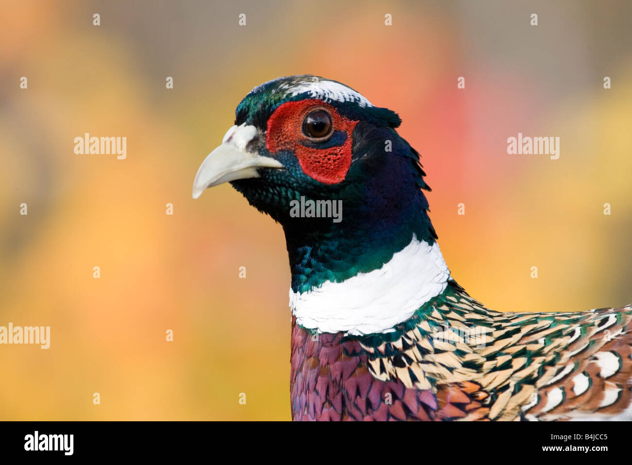 Ring-necked Pheasant Phasianus colchicus Stock Photo - Alamy