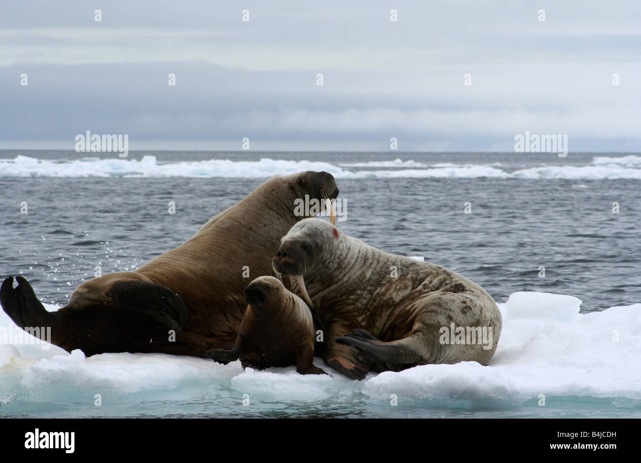 A Walrus family clinging to a small Iceberg as the ice flow moves south ...