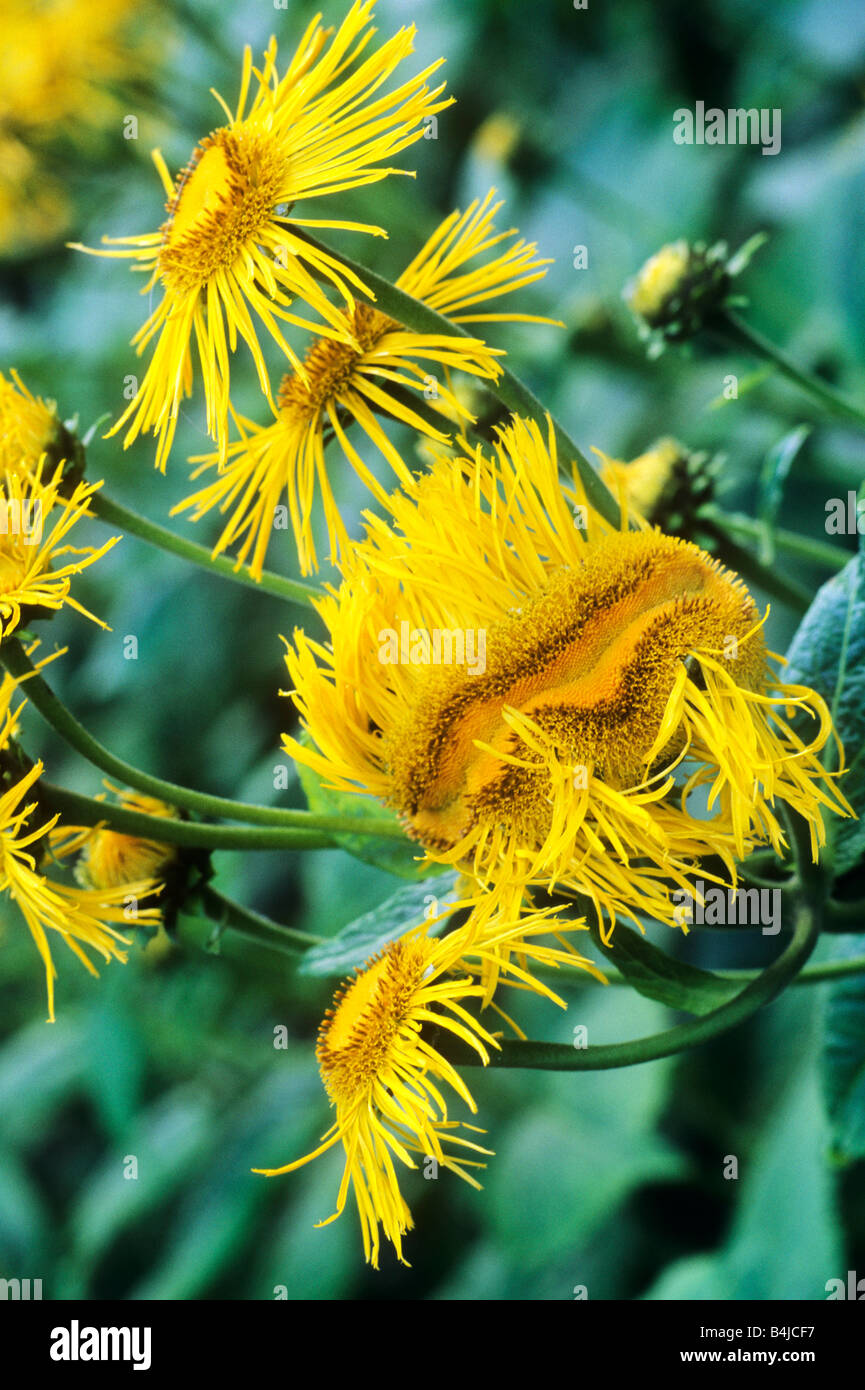 Fasciated flower heads two heads growing into one Inula Magnifica ...