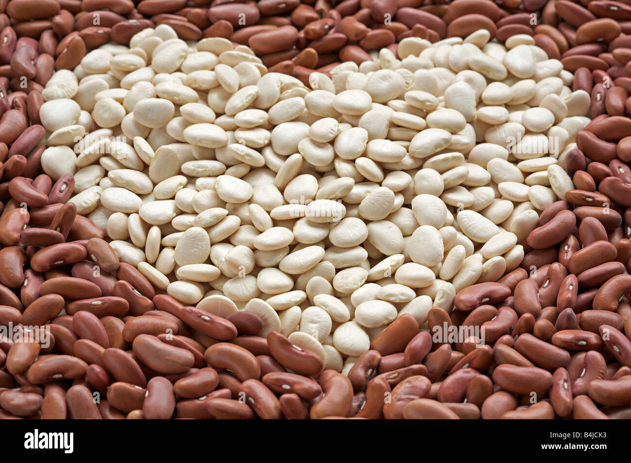 Assorted dried common beans Stock Photo - Alamy