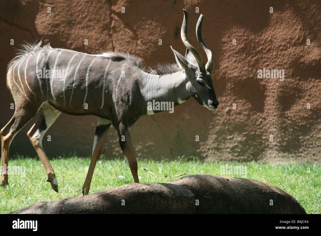 Lesser kudu hi-res stock photography and images - Alamy
