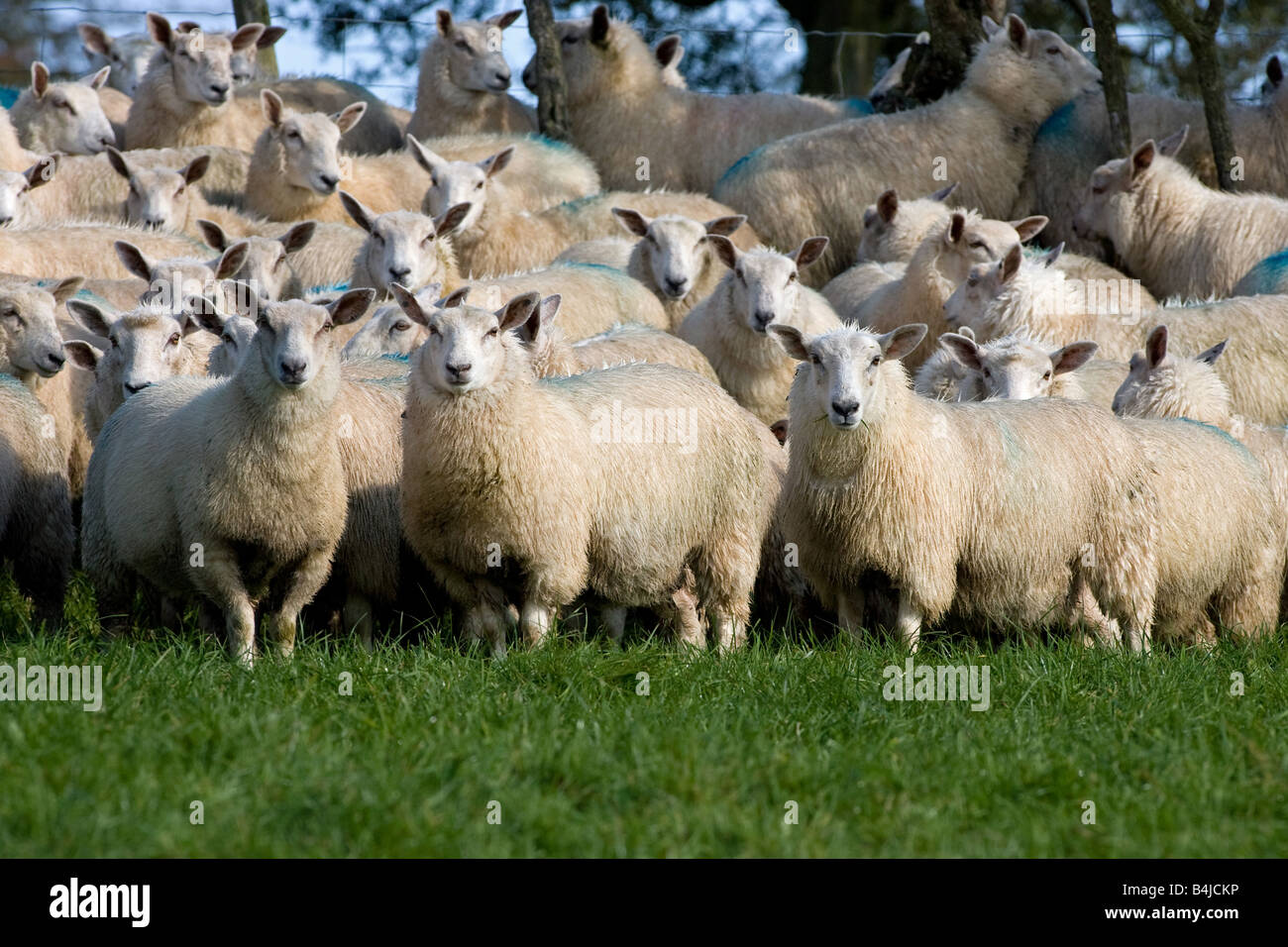 Charollais sheep hi-res stock photography and images - Alamy