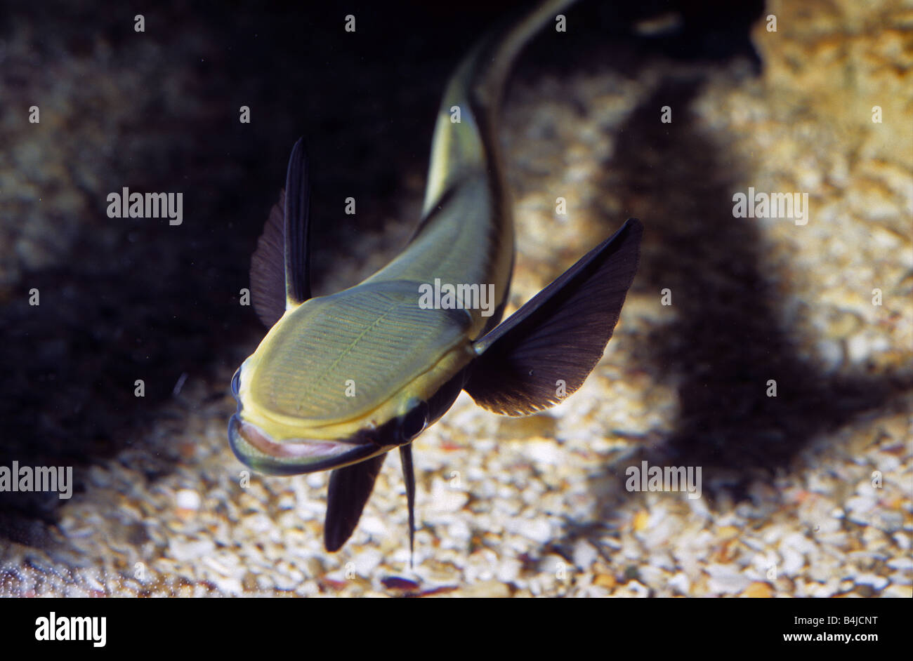 Remora, Echeneis naucrates, Indo-pacific Ocean Stock Photo - Alamy