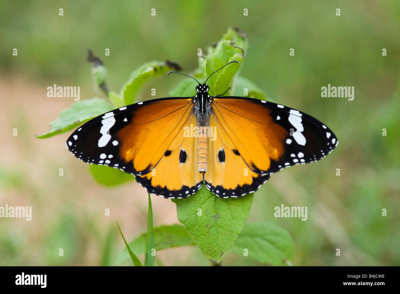 Danaus chrysippus. Plain Tiger butterfly resting on a plant in the ...