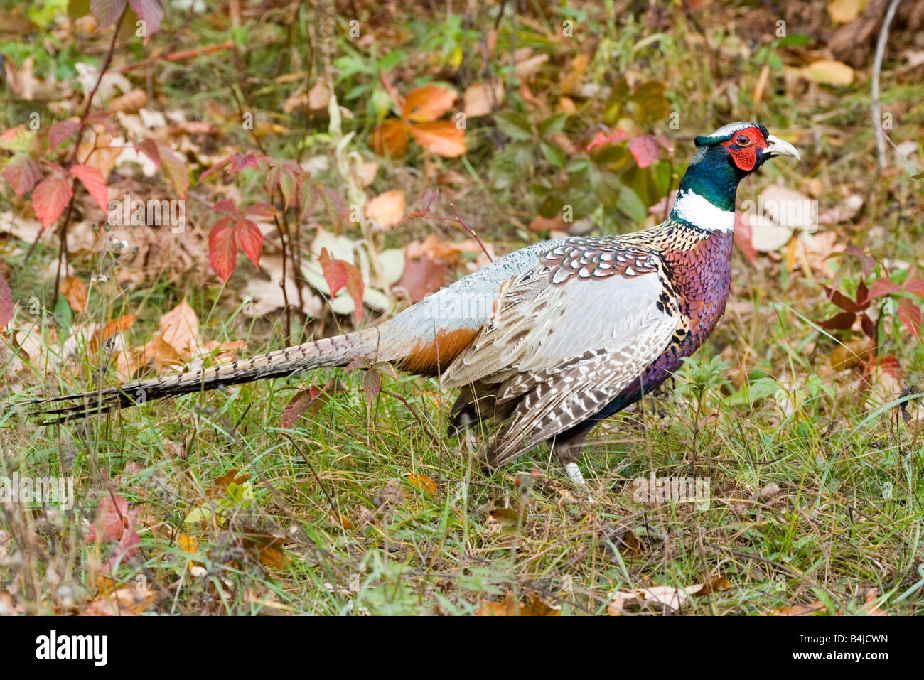Ring-necked Pheasant Phasianus colchicus Stock Photo - Alamy