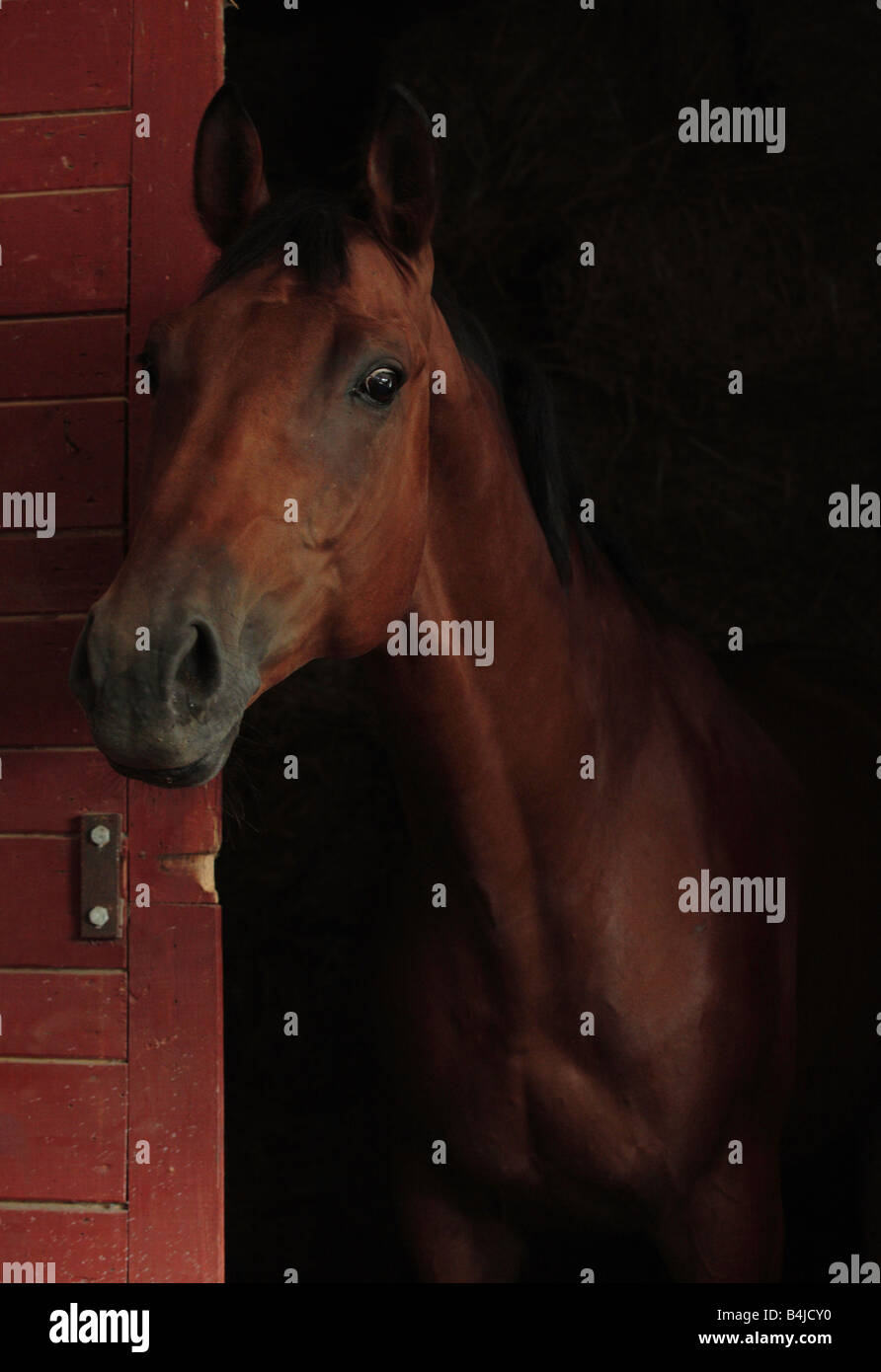 The red horse in dark stable Stock Photo - Alamy
