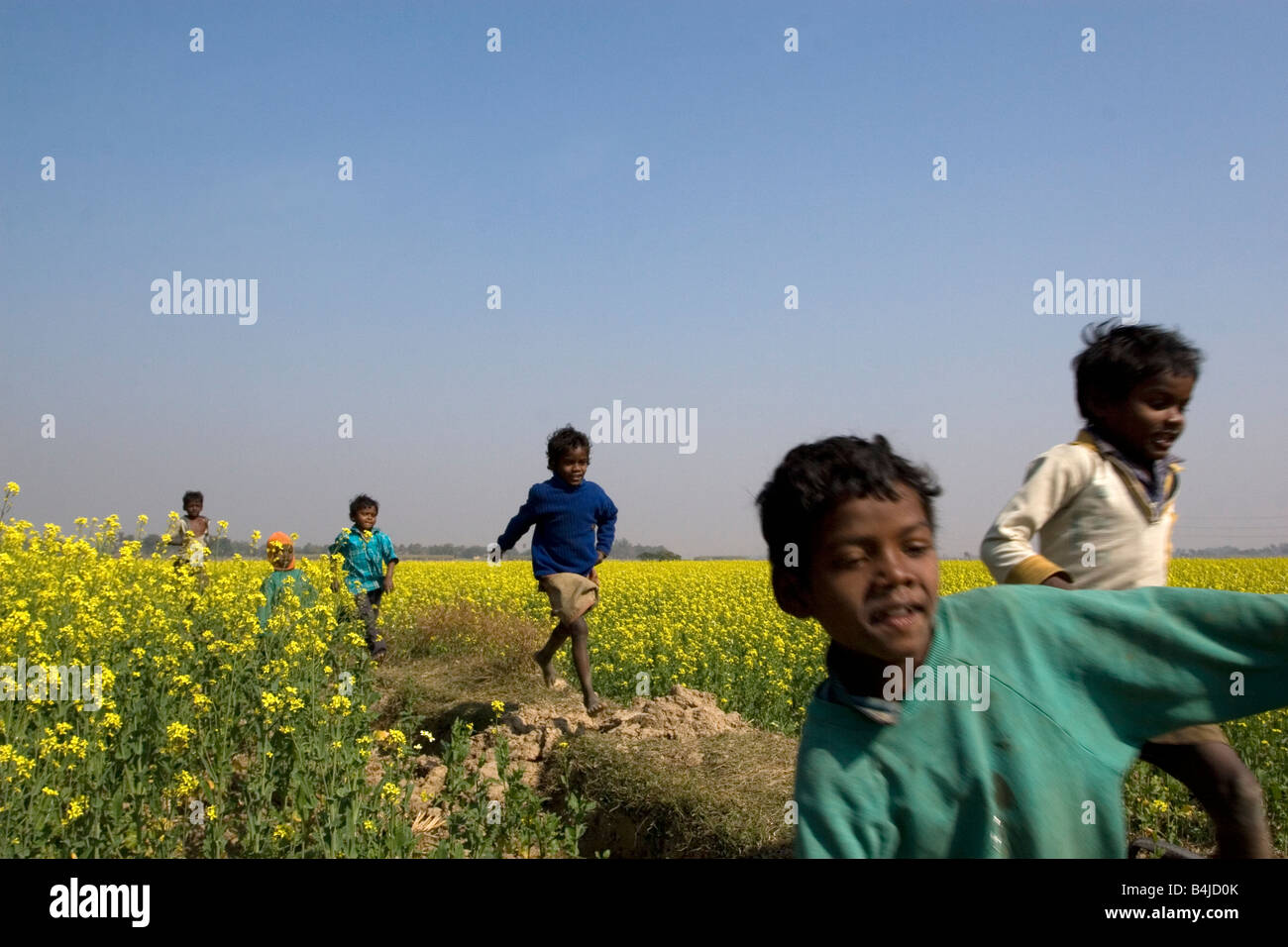 Mustard field india hi-res stock photography and images - Alamy