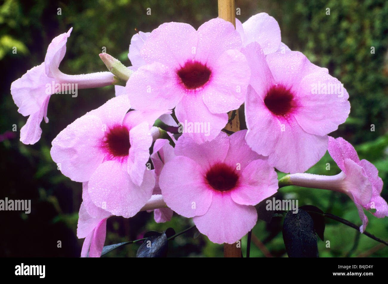 Pandorea jasminoides 'Rosea Superba' Bignonia pink flower flowers ...