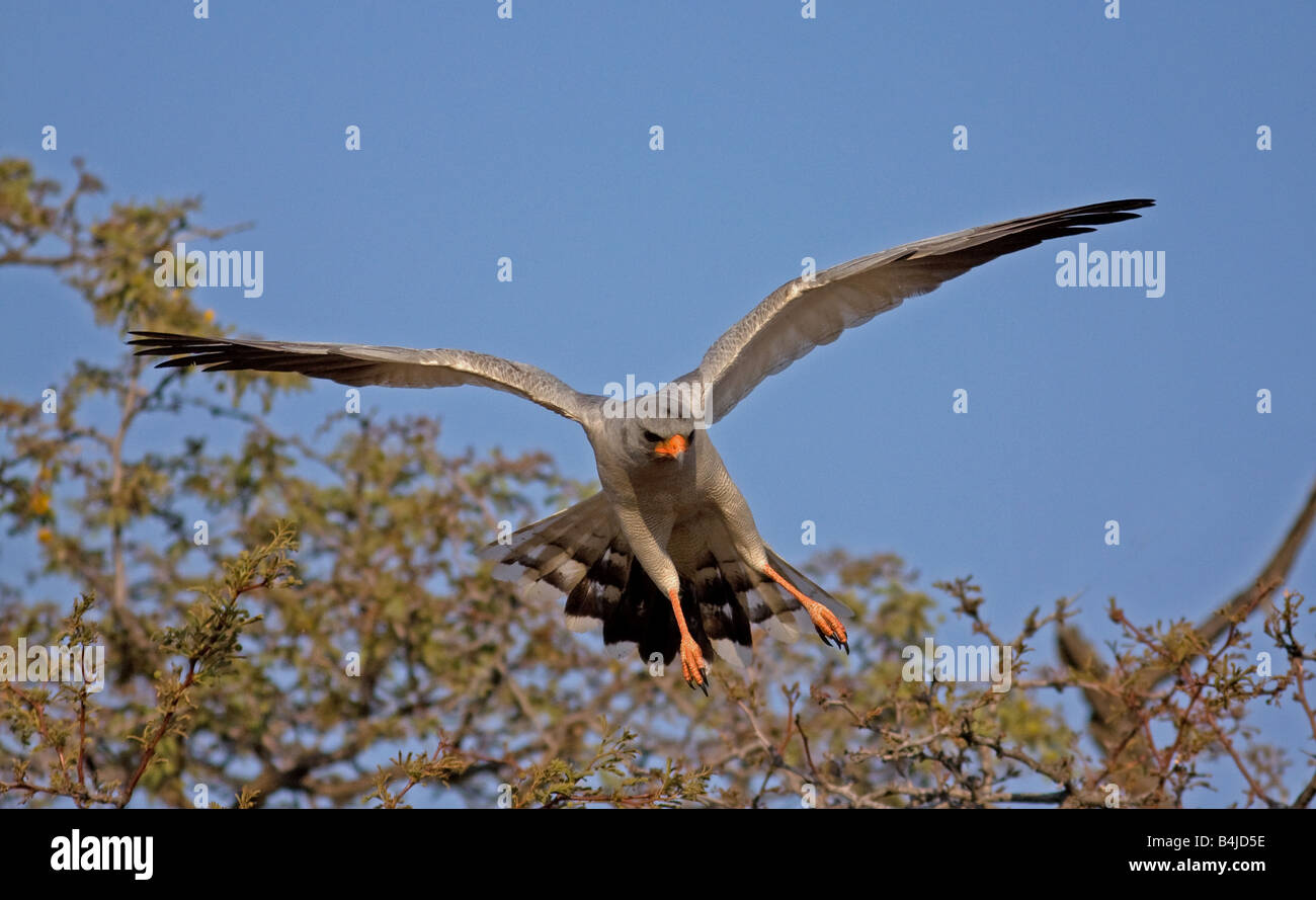 Goshawk flying hi-res stock photography and images - Alamy