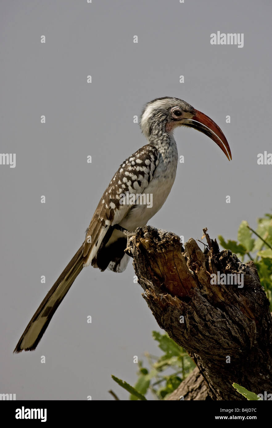 Western Red Billed Hornbill High Resolution Stock Photography and ...