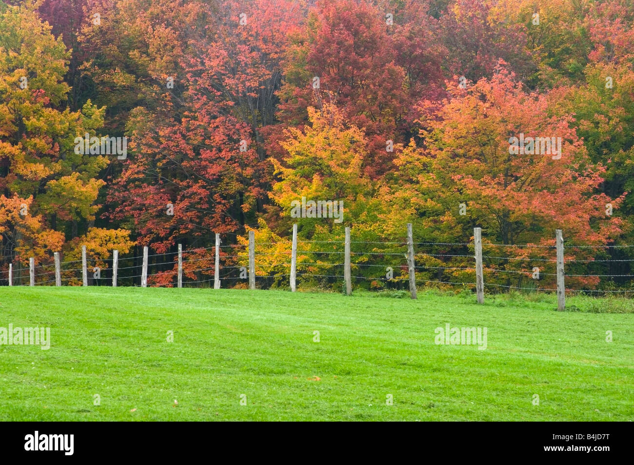 Brilliant mass of maple trees in fall colors behind a cedar post barbed ...