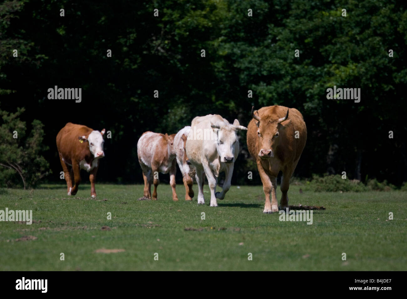 Herd of cows in a line in the New Forest England Stock Photo - Alamy