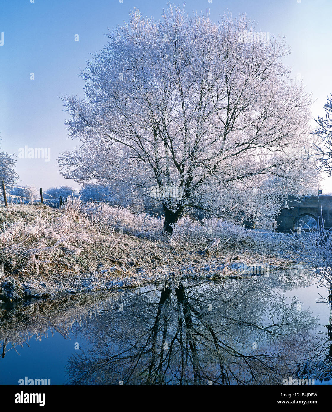Frost covered tree by the River Welland in the English countryside ...