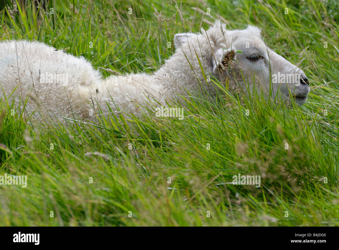 Sheep resting hi-res stock photography and images - Alamy
