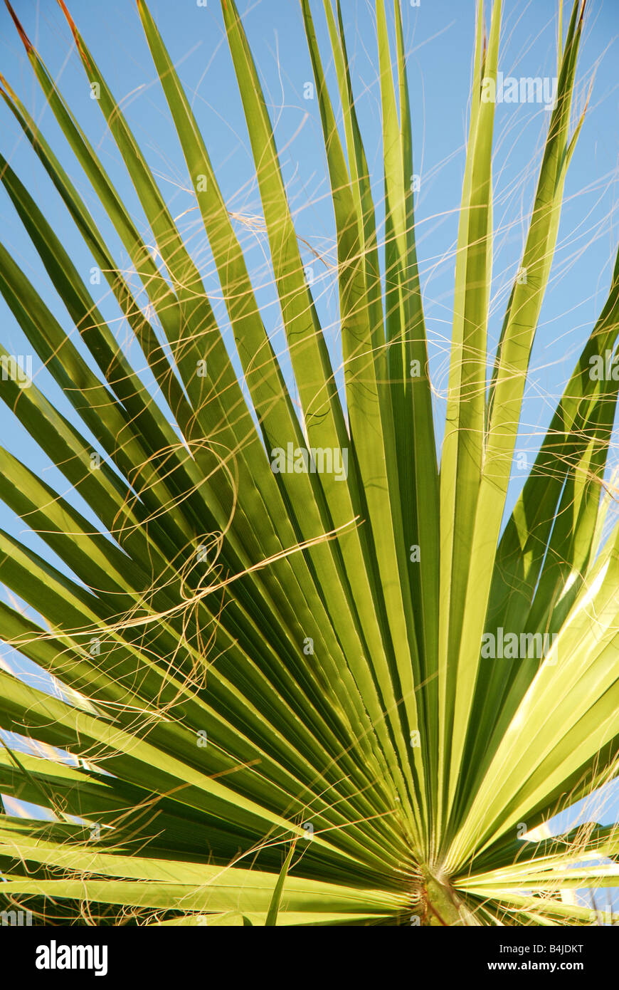 Palm Tree Frond High Resolution Stock Photography and Images - Alamy