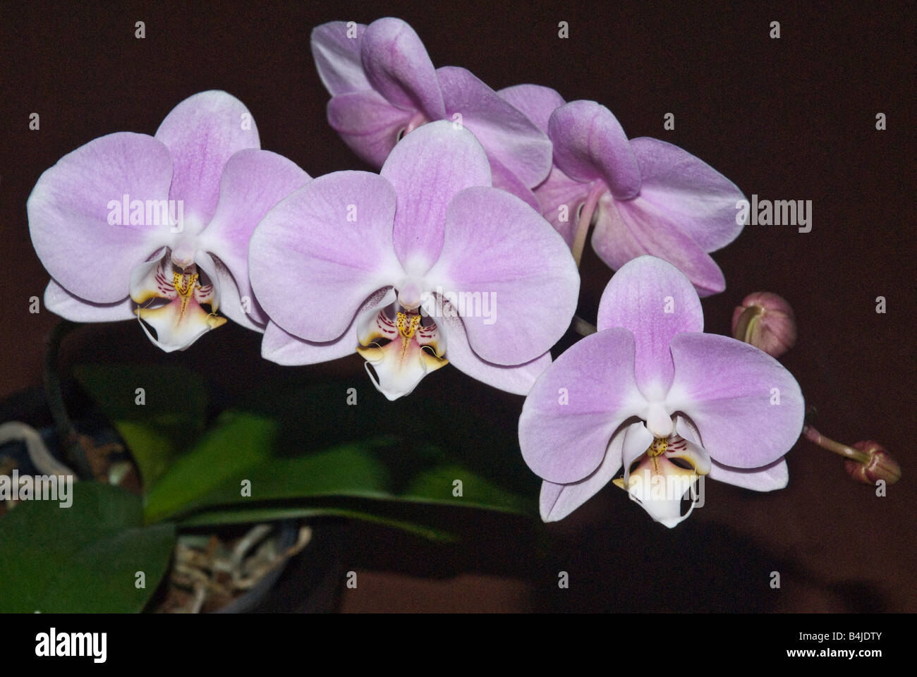 A purple orchid in full flower Stock Photo - Alamy