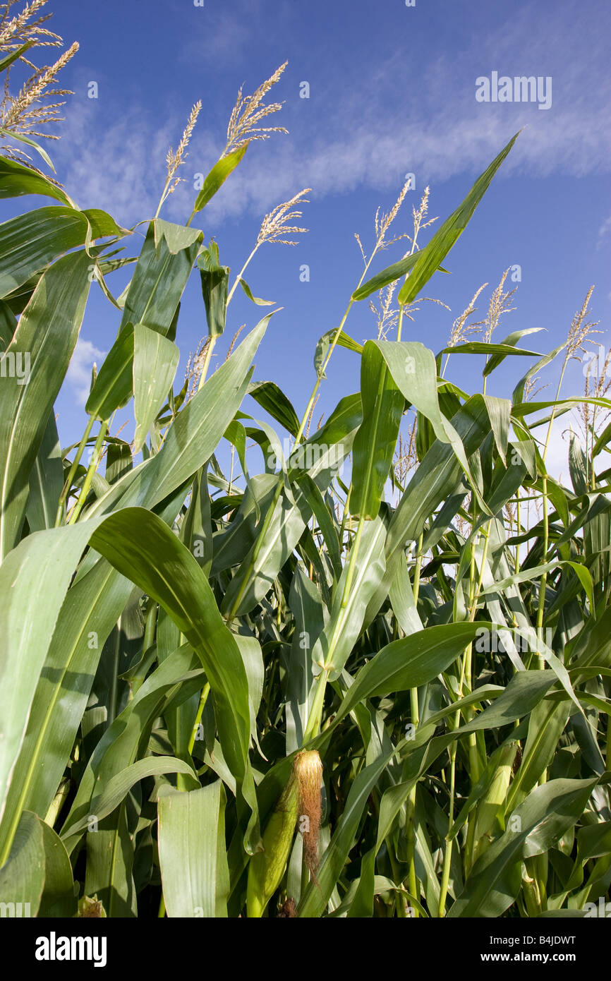 Fodder Maize High Resolution Stock Photography and Images - Alamy