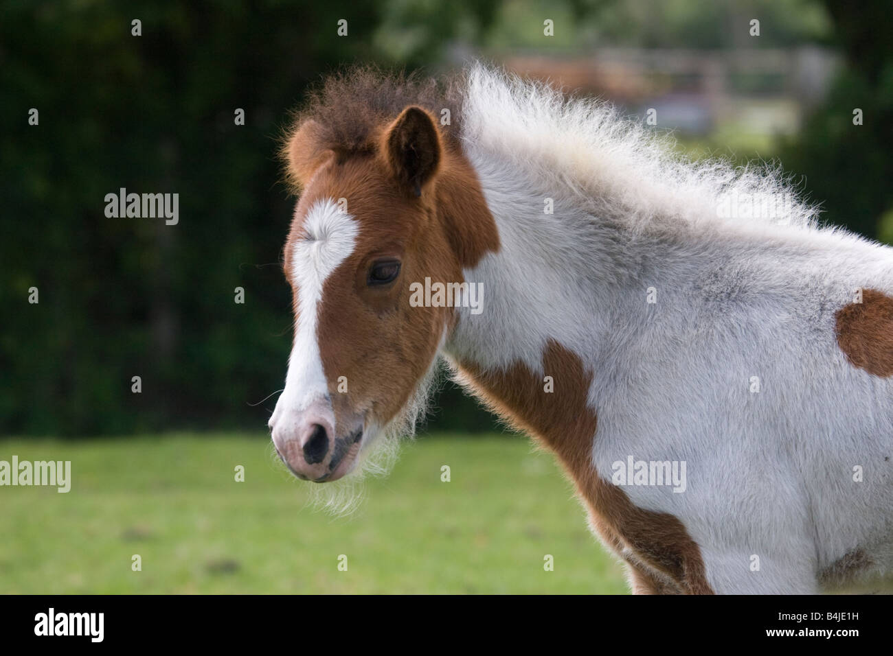 White neck markings hi-res stock photography and images - Alamy