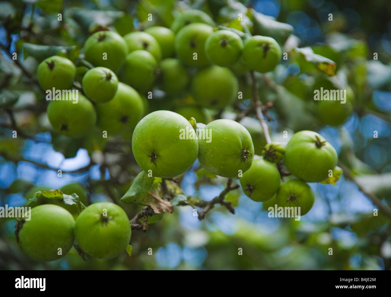 Orchard fruit hi-res stock photography and images - Alamy