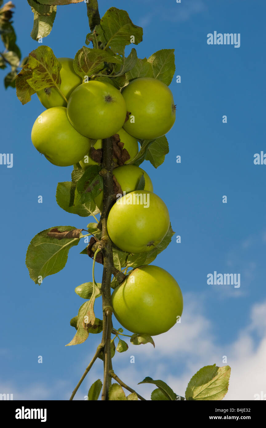 Golden noble apple hi-res stock photography and images - Alamy