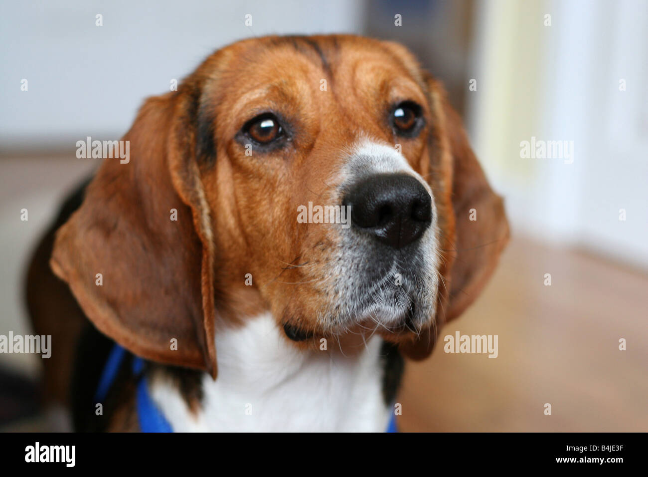 Portrait of a young beagle s face shallow depth of field Stock Photo ...