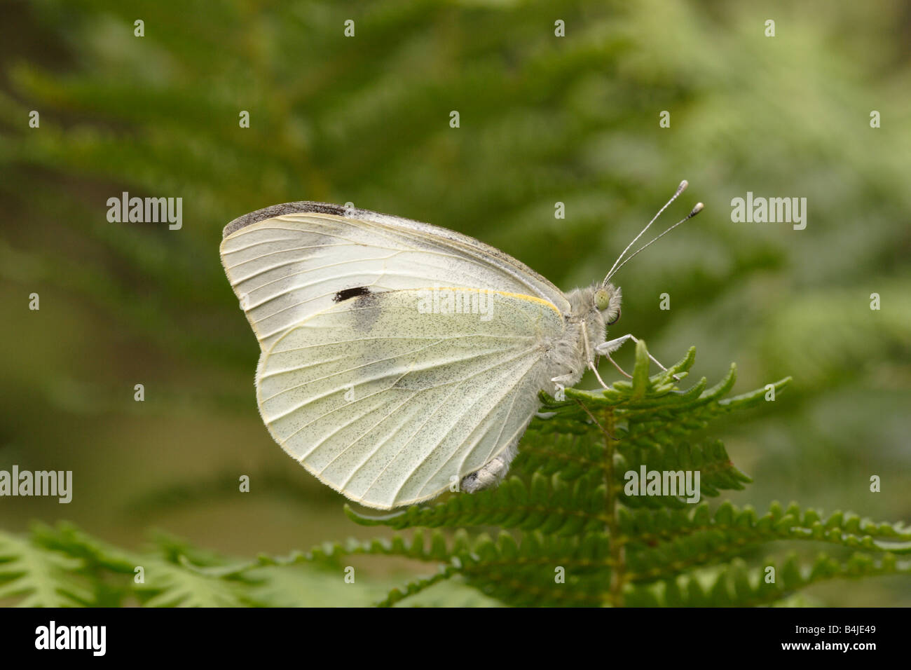 Large white butterfly hi-res stock photography and images - Alamy