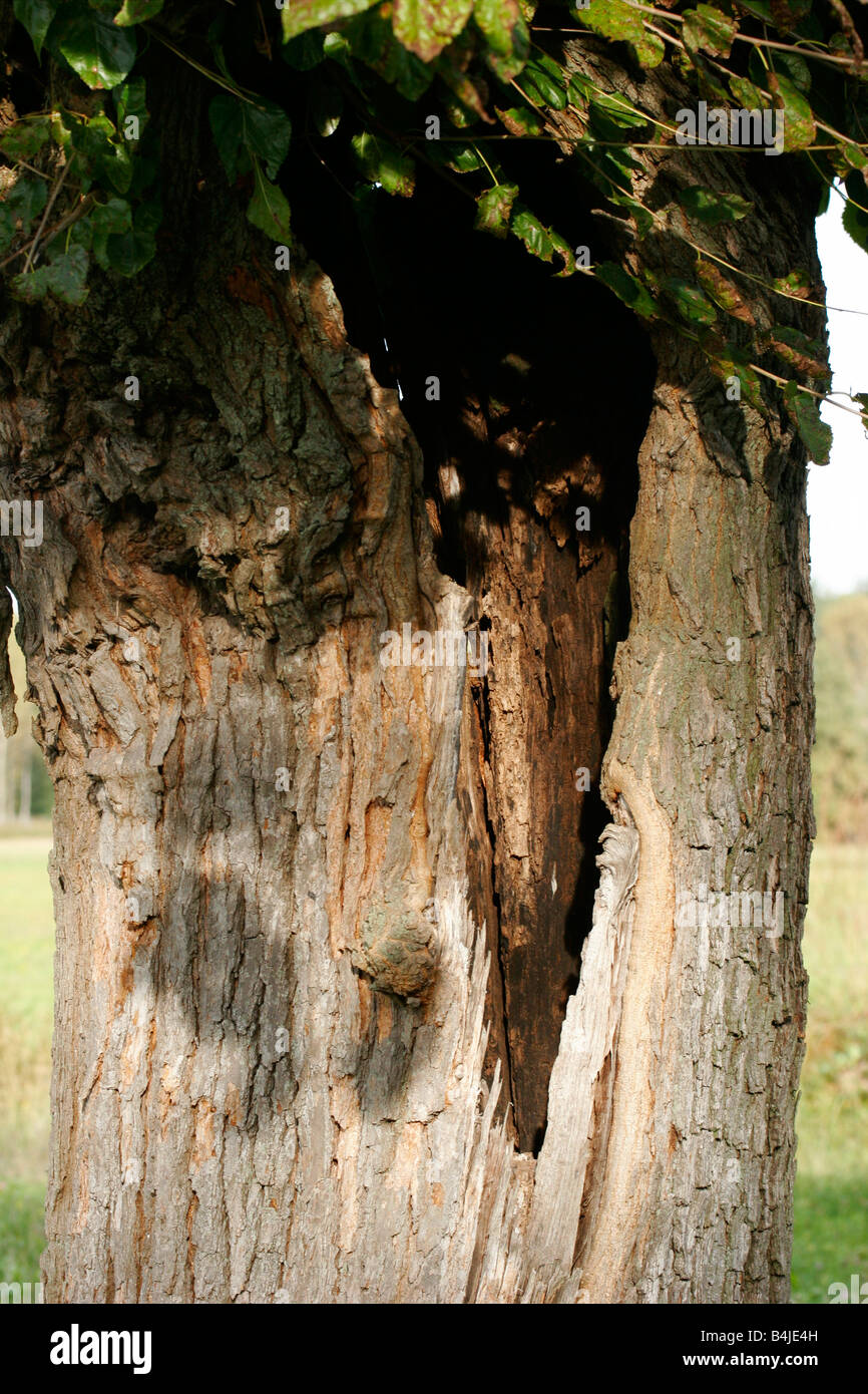 Lonely tree with a strange trunk. Piossasco, Italy Stock Photo - Alamy