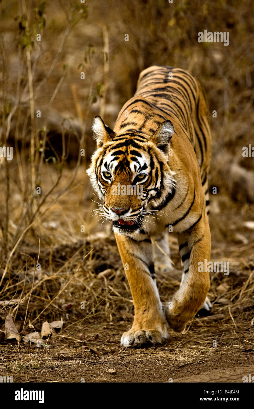 Machali - Ranthambhore's most famous tigress - walking head on towards ...