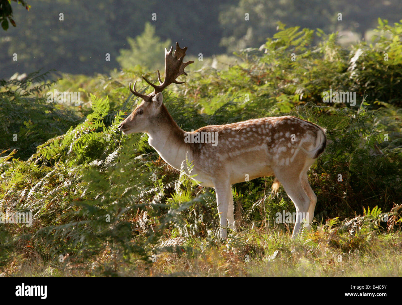 European Fallow Deer, Dama dama Stock Photo - Alamy