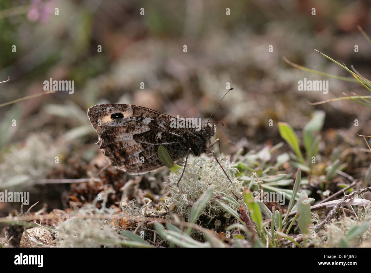 Grayling butterfly Hipparchia semele Stock Photo - Alamy