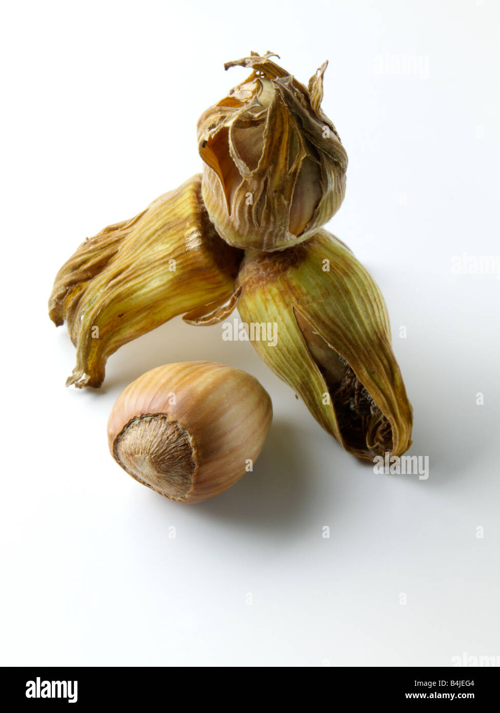 Cobnuts hazelnuts ingredients editorial food Stock Photo - Alamy