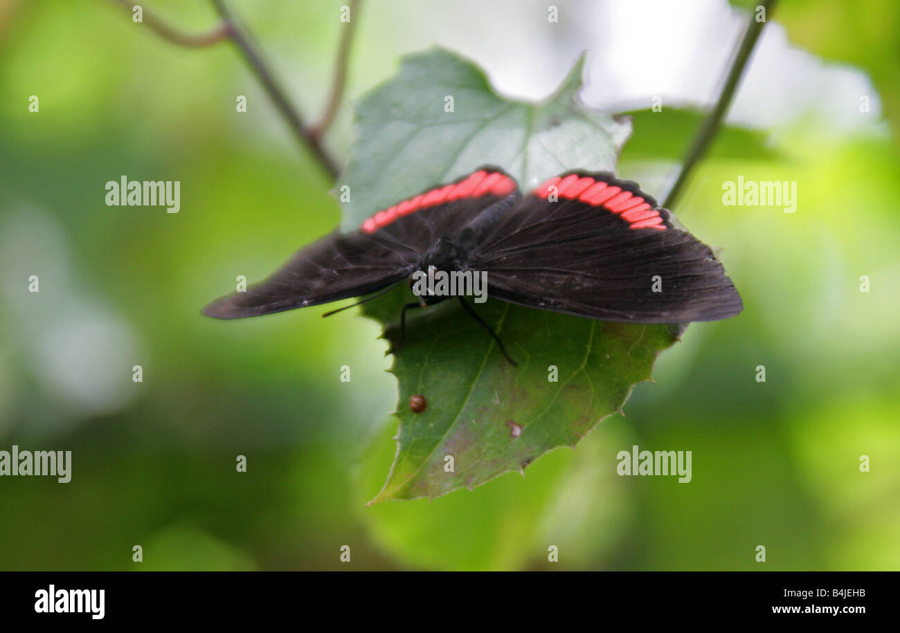 Red rim biblis hyperia butterfly hi-res stock photography and images ...