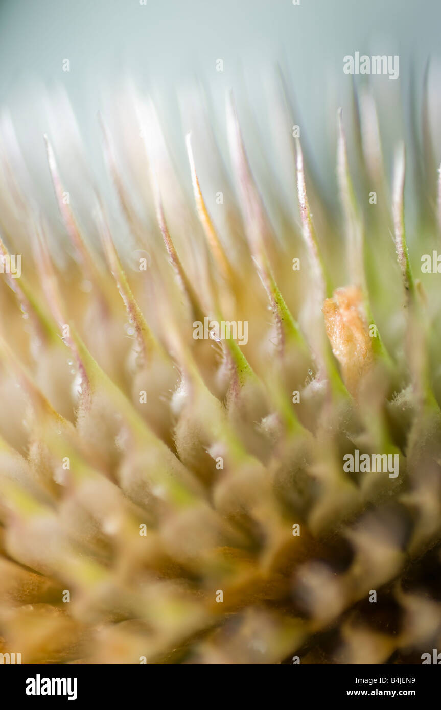 Teazel hi-res stock photography and images - Alamy