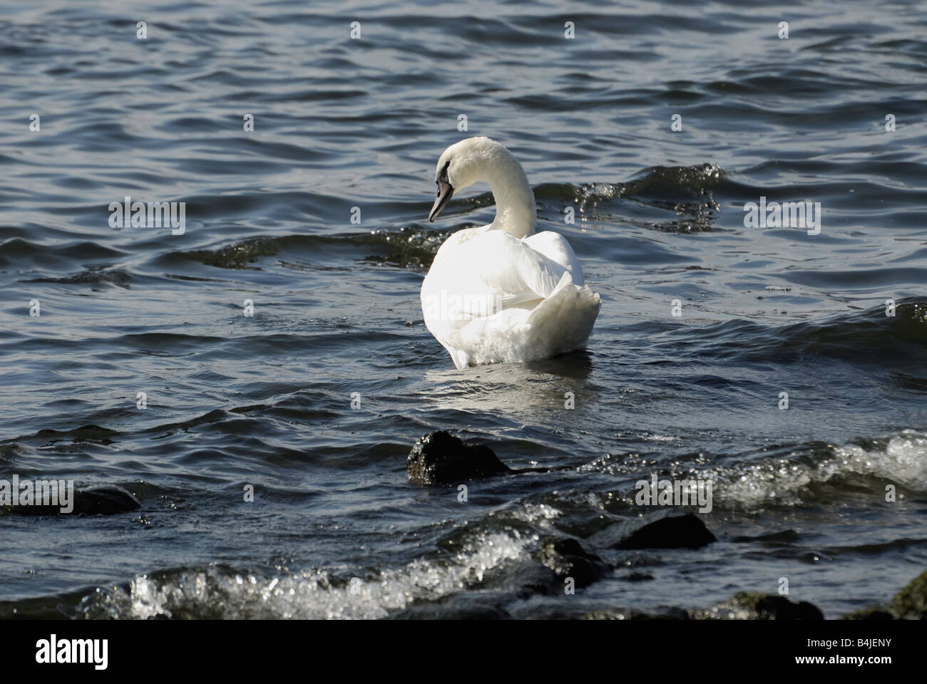 White swan on the dark water Stock Photo - Alamy