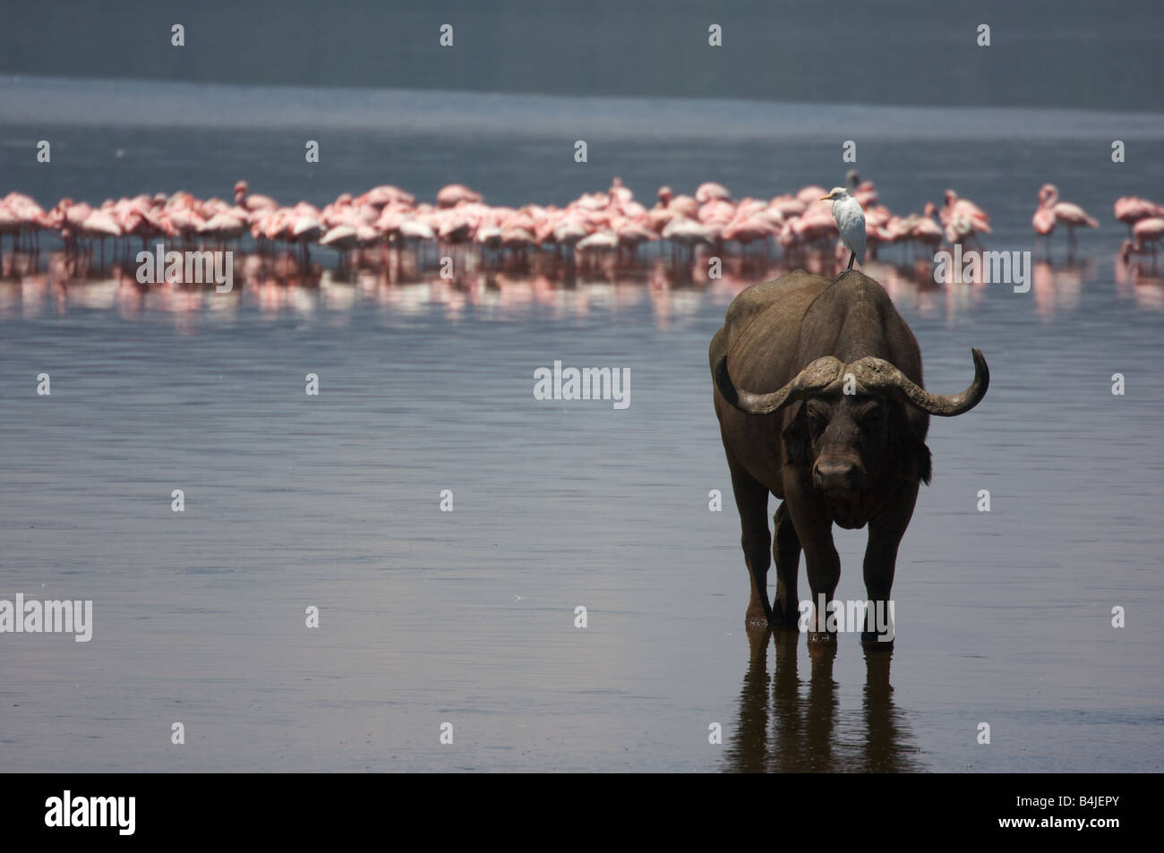 Buffalo with bird perched on back at Lake Nakuru National Park, Kenya ...